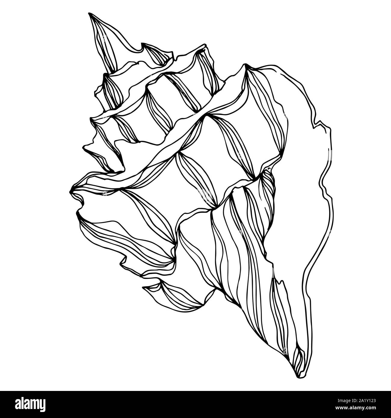 Vector Summer beach seashell tropical elements. Black and white ...