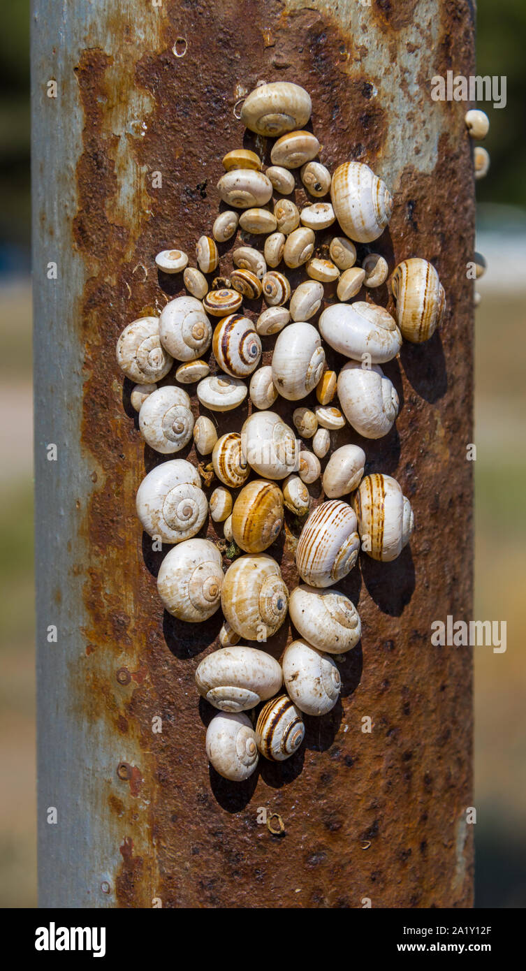 A large collection of nesting snails Stock Photo - Alamy