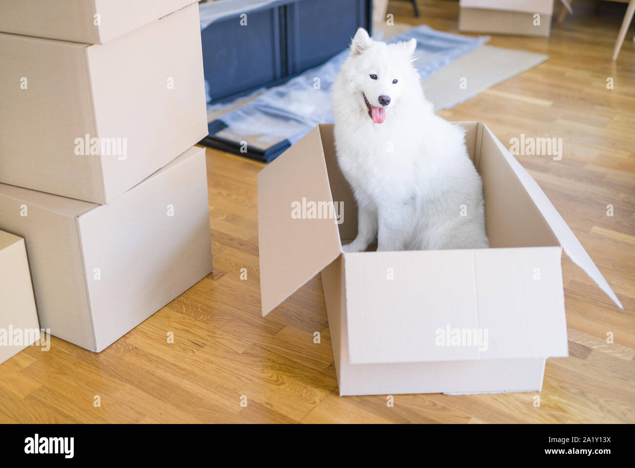 Cute white dog inside cardboard box at new home Stock Photo - Alamy