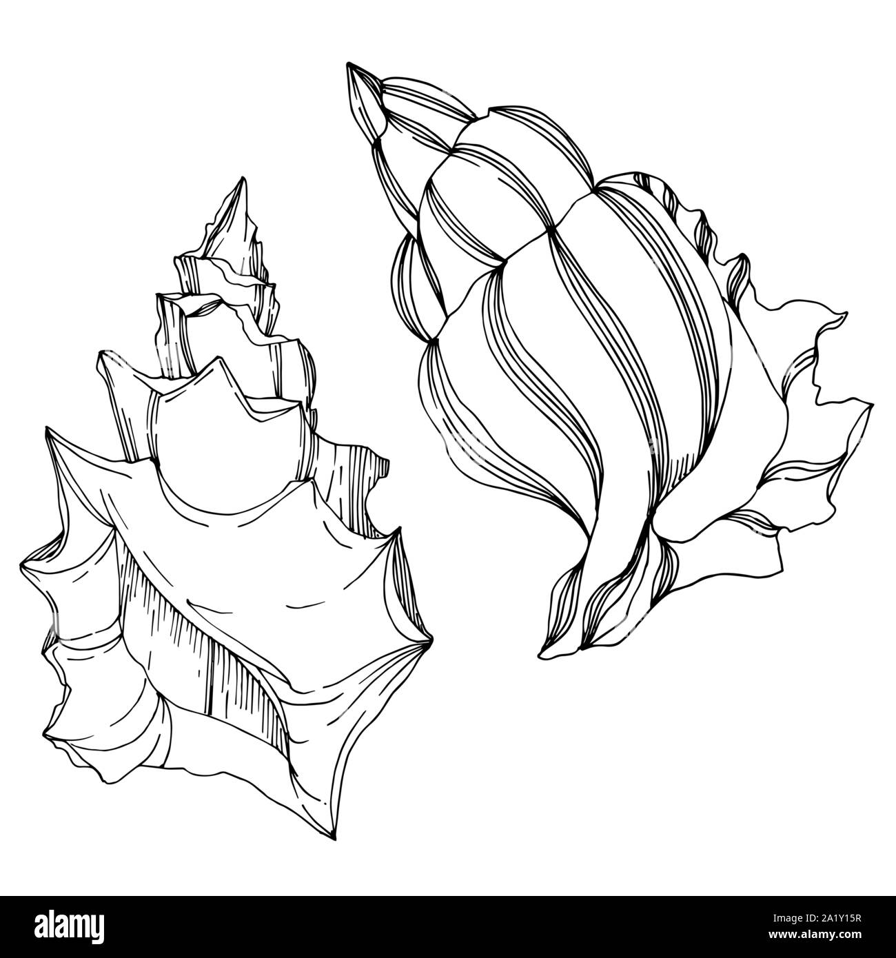 Vector Summer beach seashell tropical elements. Black and white ...
