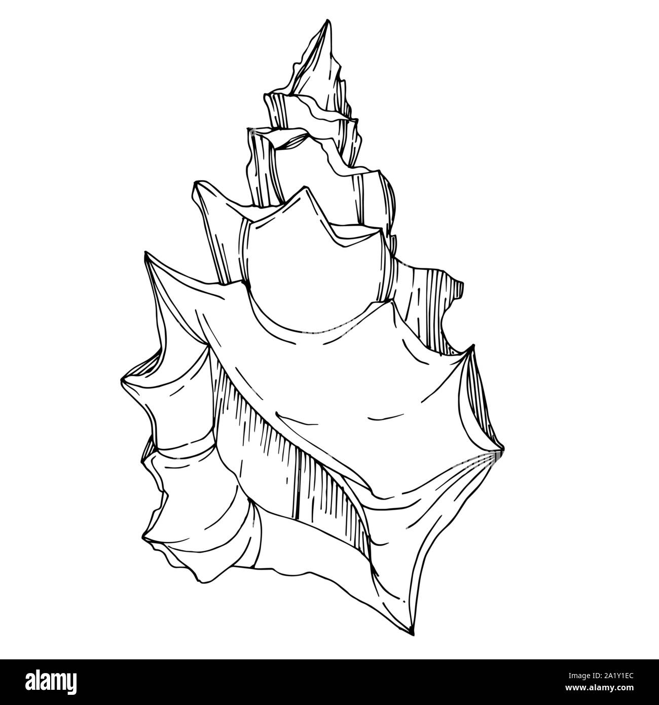 Vector Summer beach seashell tropical elements. Black and white ...