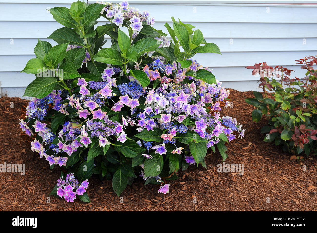 Azalea bush hi-res stock photography and images - Alamy
