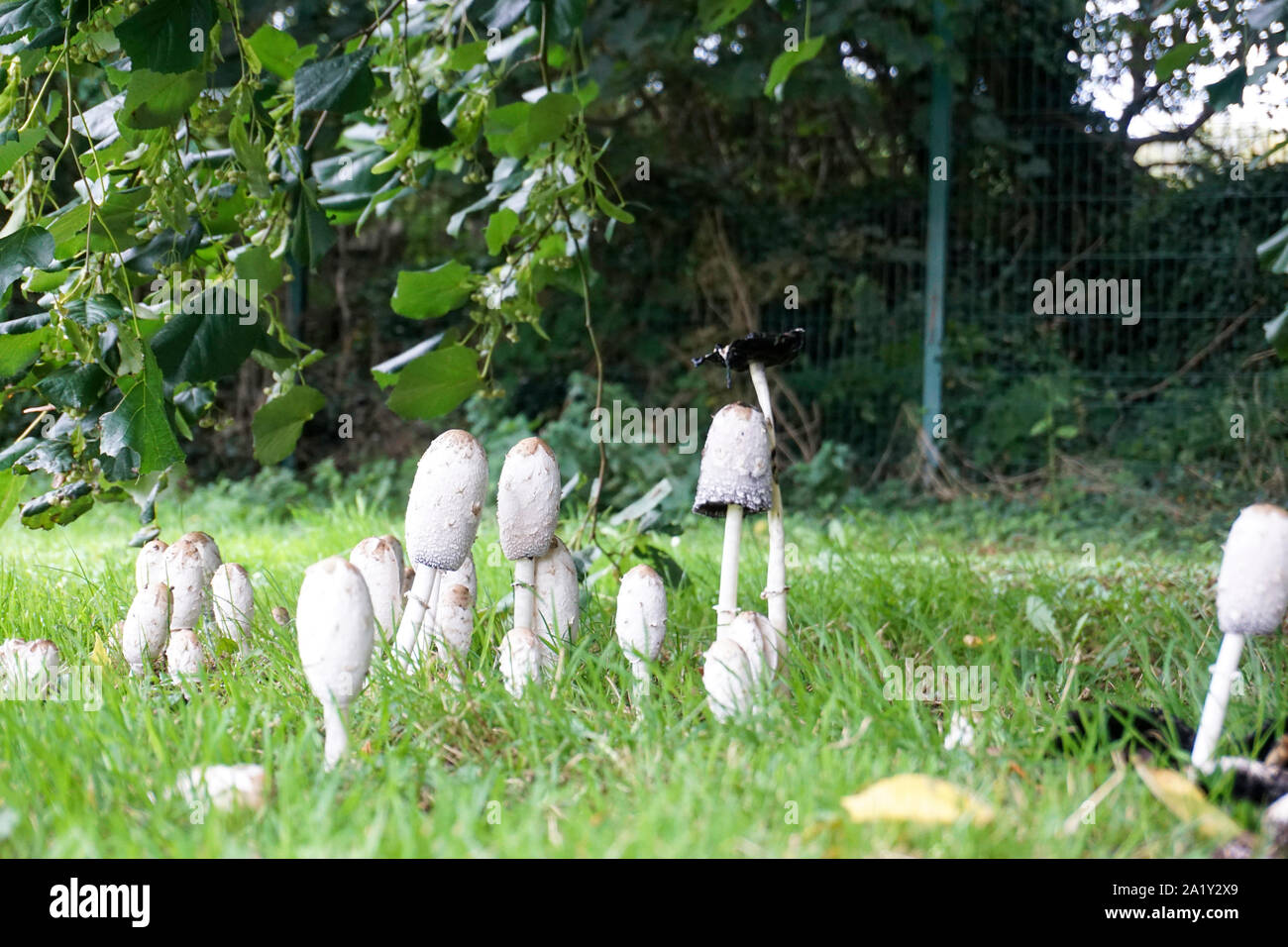 A group of shaggy mane mushrooms collectively known as the inky caps ...