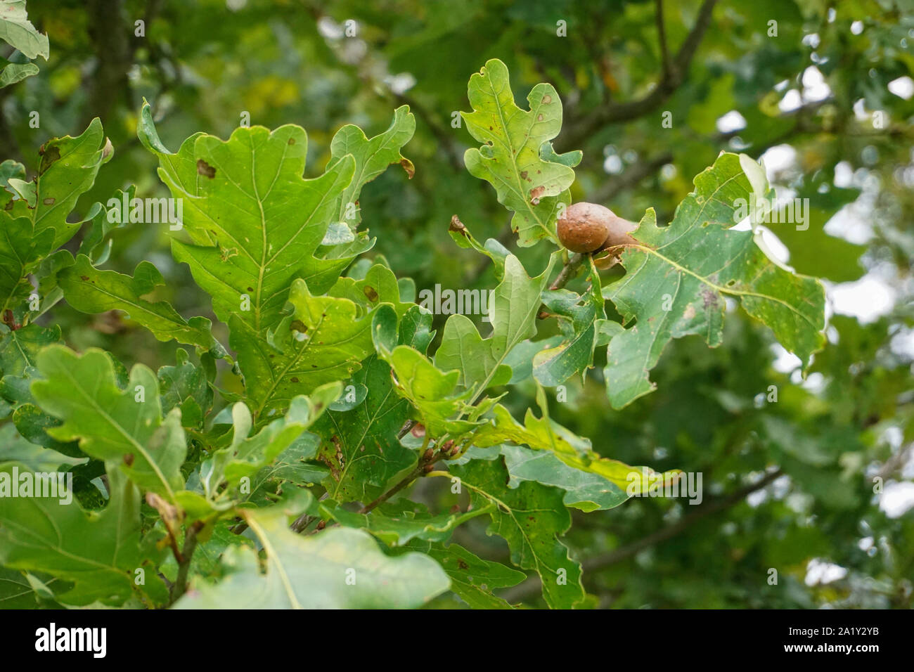 Oak tree flower hi-res stock photography and images - Alamy