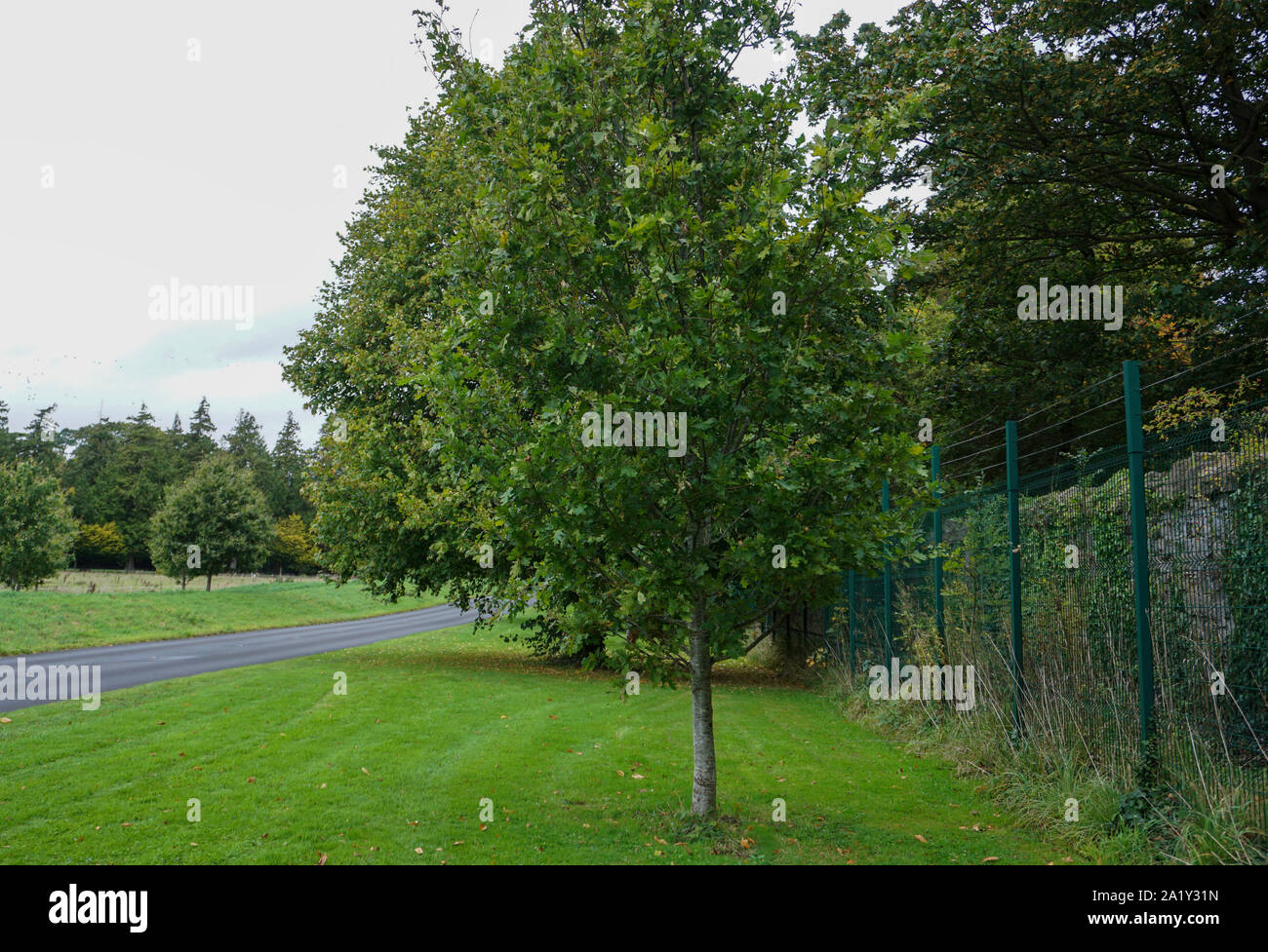 English oak hi-res stock photography and images - Alamy