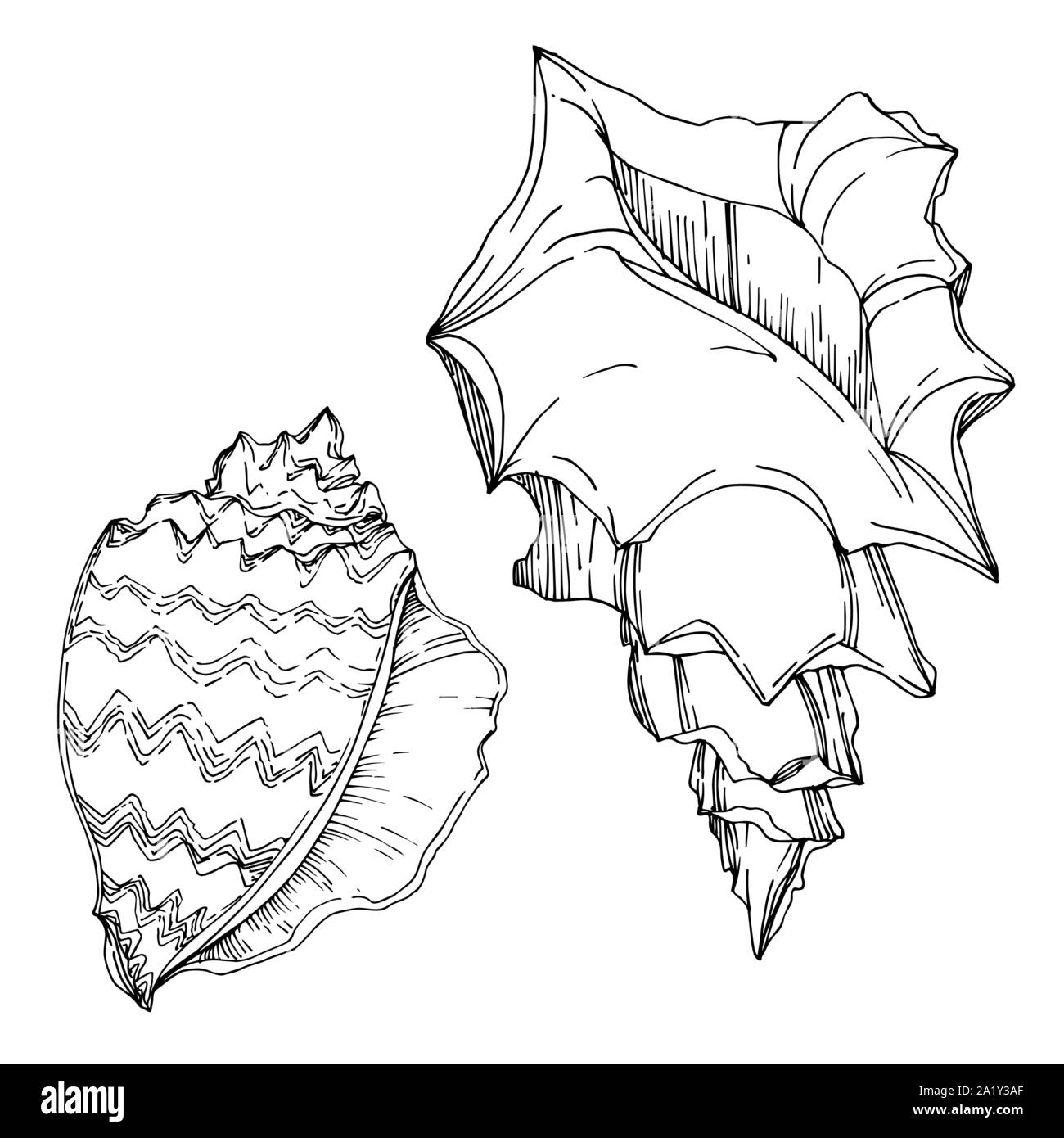 Vector Summer beach seashell tropical elements. Black and white ...