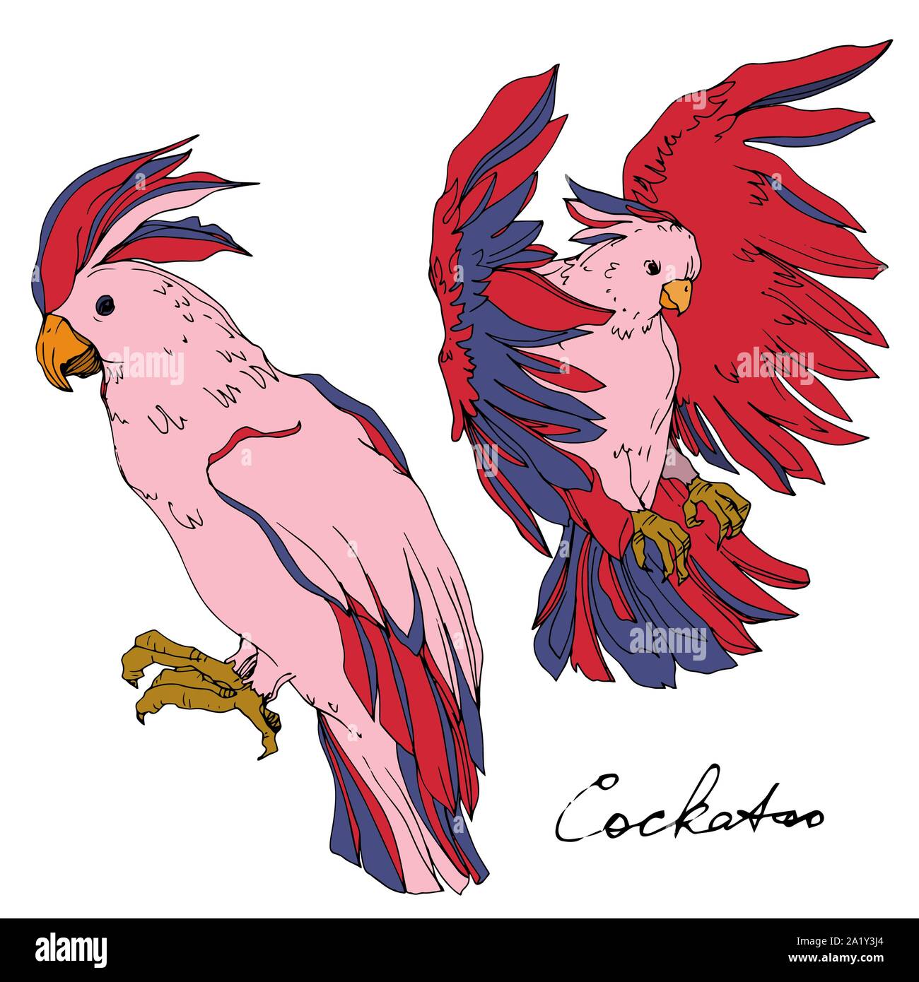 Vector Sky bird cockatoo in a wildlife isolated. Wild freedom, bird ...