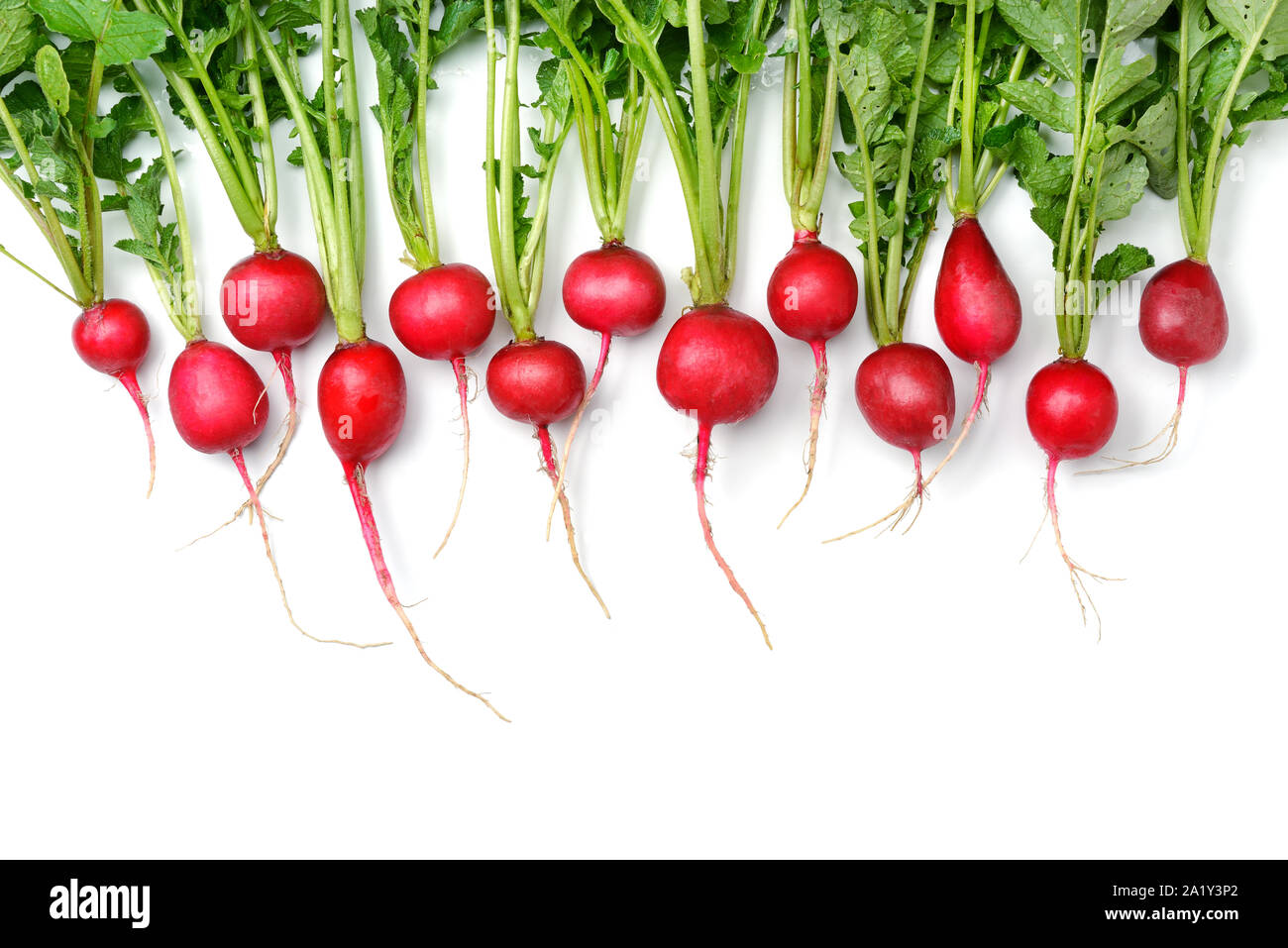 Bright red radishes with green leaves isolated on white background ...