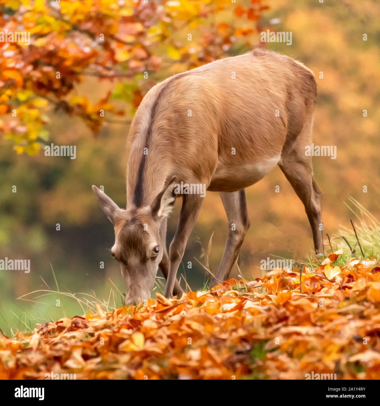 Red deer on a slope bending down eating fallen acorns from the oak tree ...