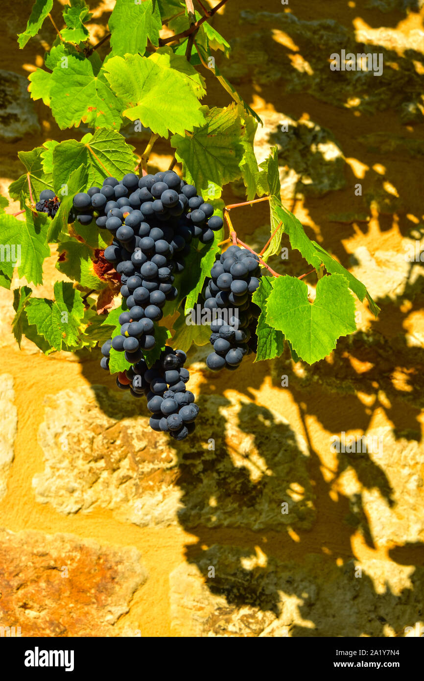 Grapes, Grapevine, Domme, Dordogne, Dordogne Valley, Périgord ...