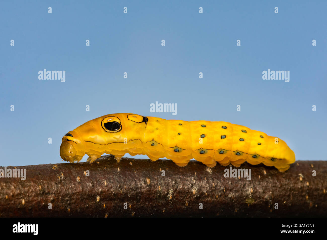 Spicebush swallowtail larva hi-res stock photography and images - Alamy