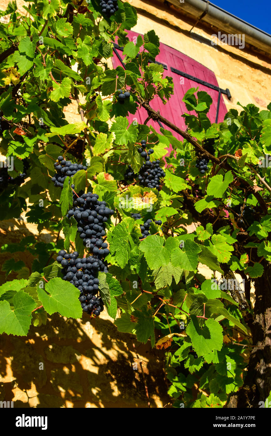 Grapes, Grapevine, Domme, Dordogne, Dordogne Valley, Périgord ...