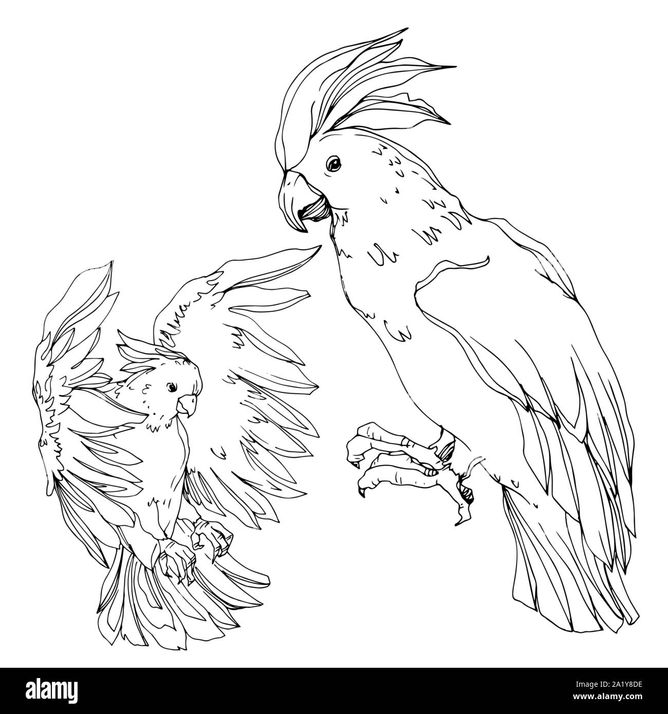 Vector Sky bird cockatoo in a wildlife isolated. Wild freedom, bird ...