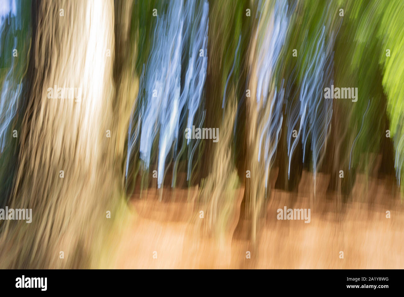 Abstract nature background in forest tall trees and spooky effect Stock ...