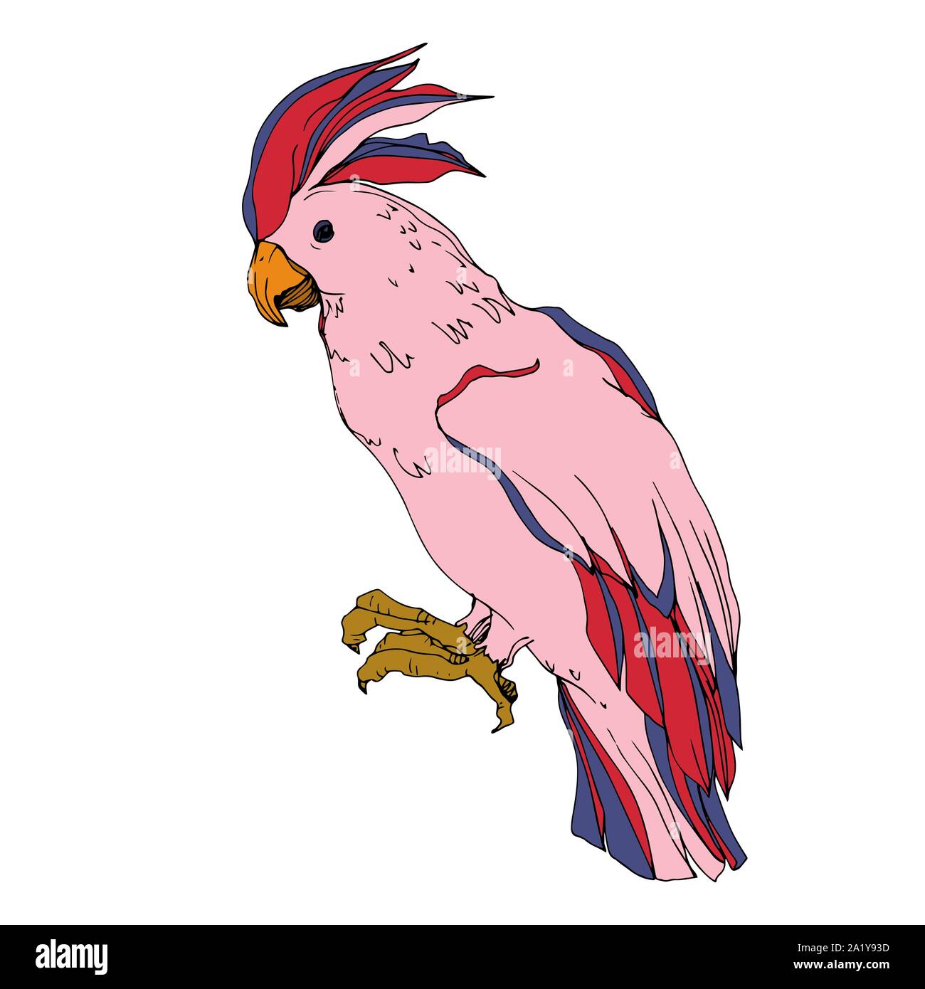 Vector Sky bird cockatoo in a wildlife isolated. Wild freedom, bird ...