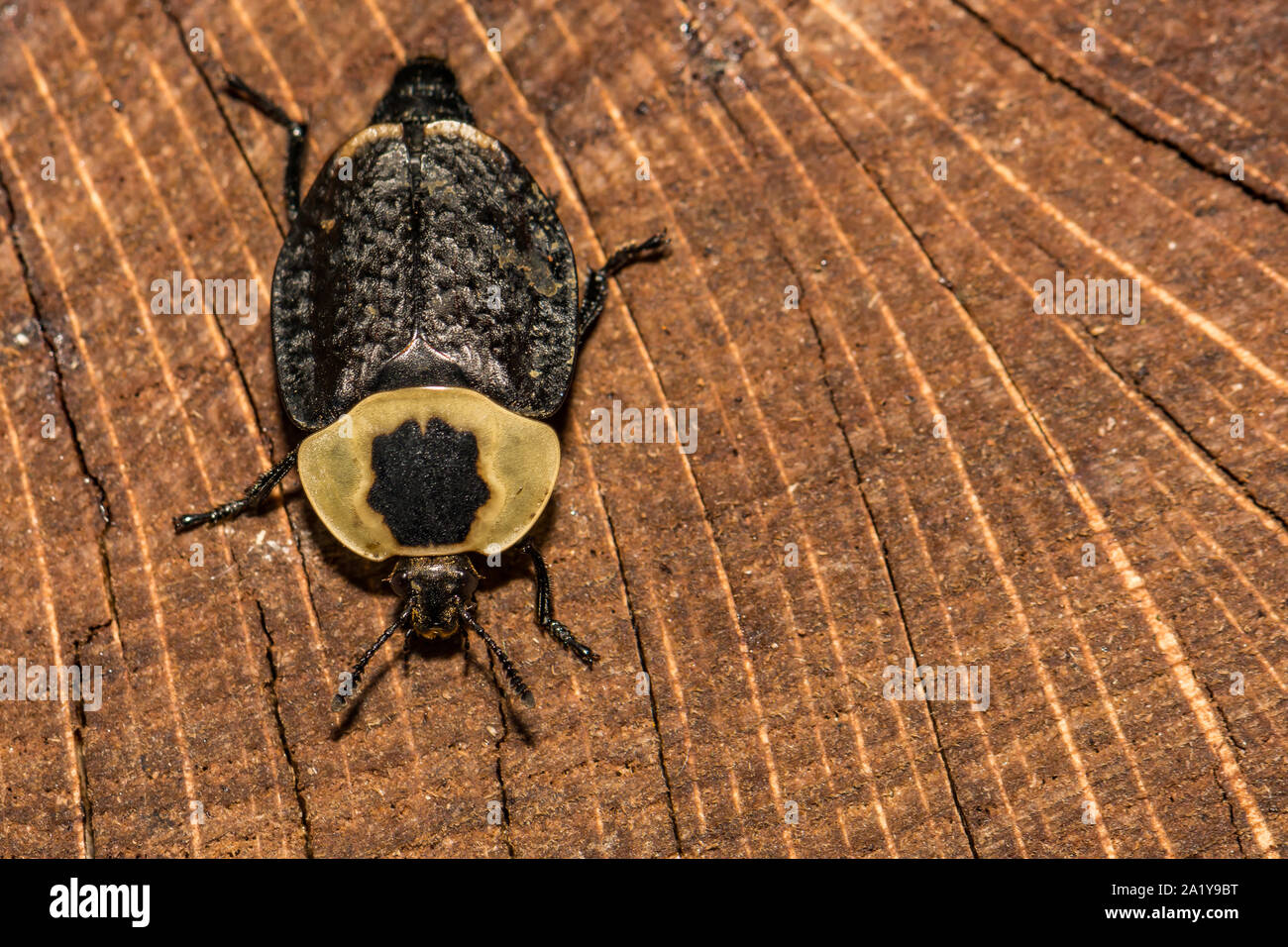 American Carrion Beetle
