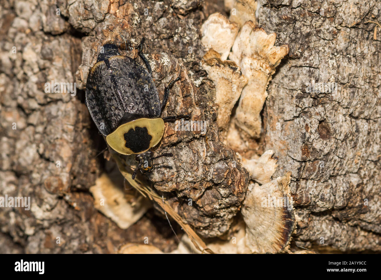 American Carrion Beetle (Necrophila americana Stock Photo - Alamy