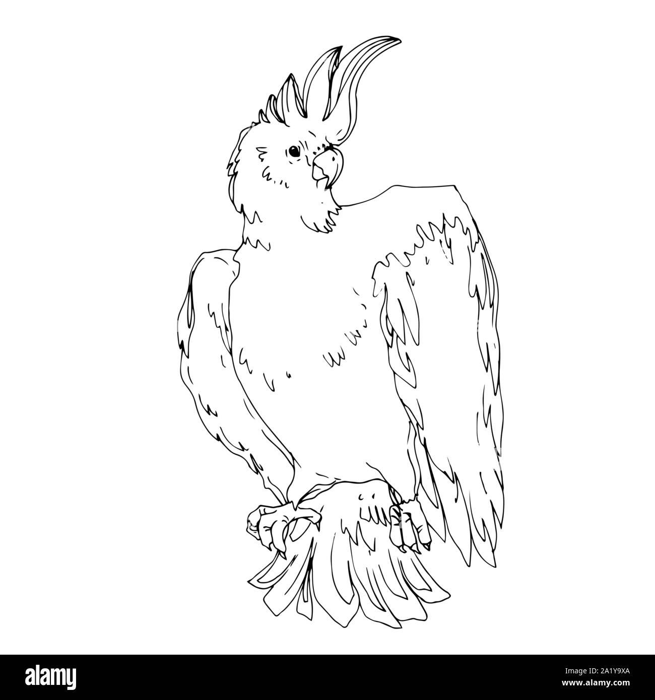 Vector Sky bird cockatoo in a wildlife isolated. Wild freedom, bird ...