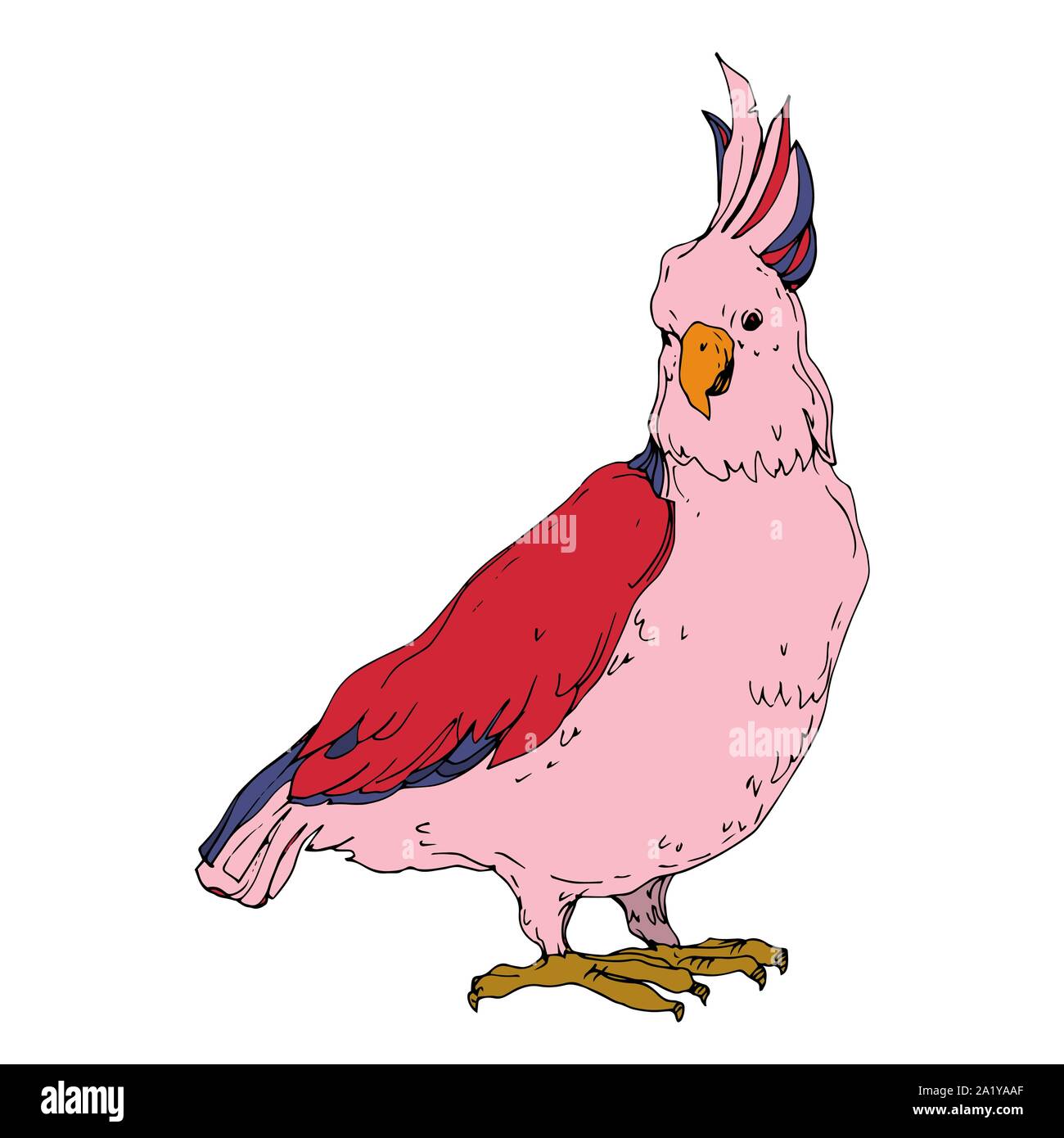 Vector Sky bird cockatoo in a wildlife isolated. Wild freedom, bird ...