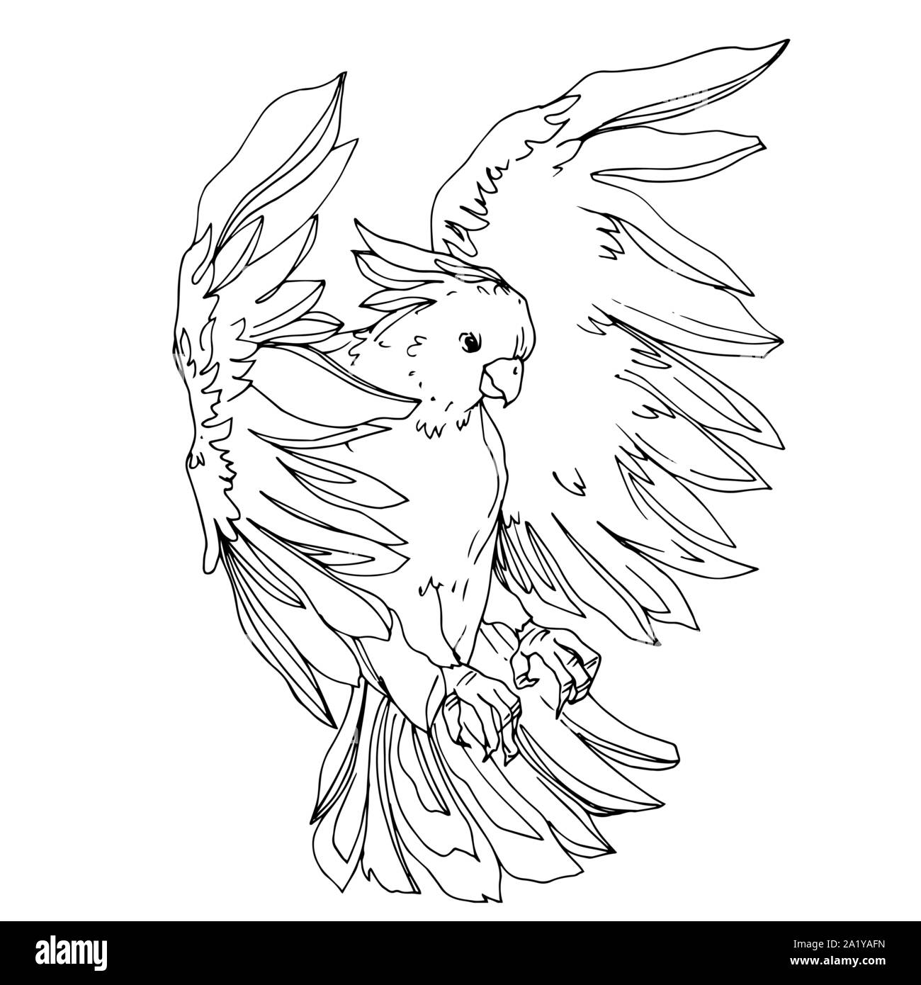 Vector Sky bird cockatoo in a wildlife isolated. Wild freedom, bird ...