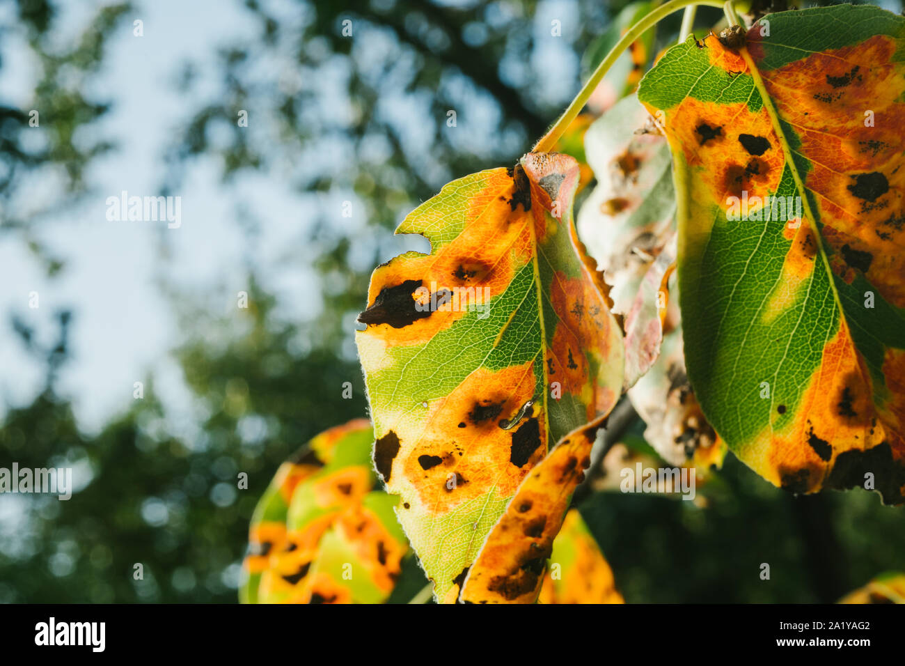 Red spots on the pear leaves. The tree is sick with a fungus Stock ...