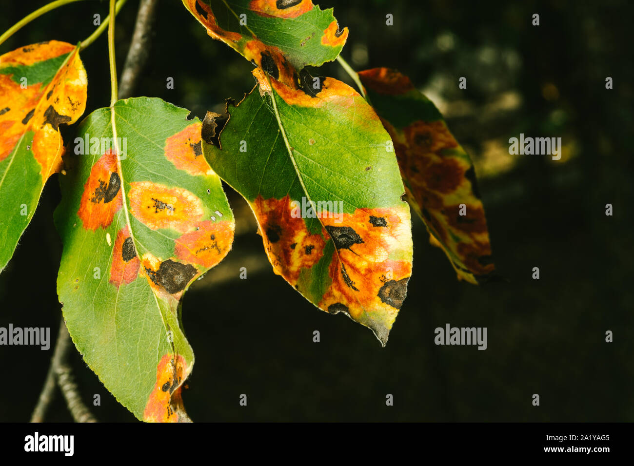 Red spots on the pear leaves. The tree is sick with a fungus Stock ...