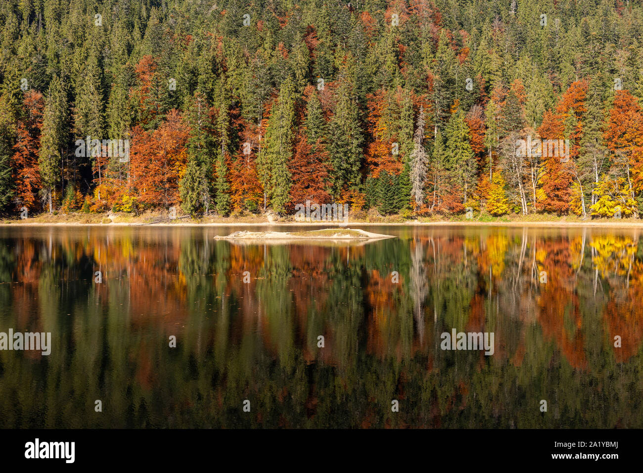 Perfect maple tree hi-res stock photography and images - Alamy
