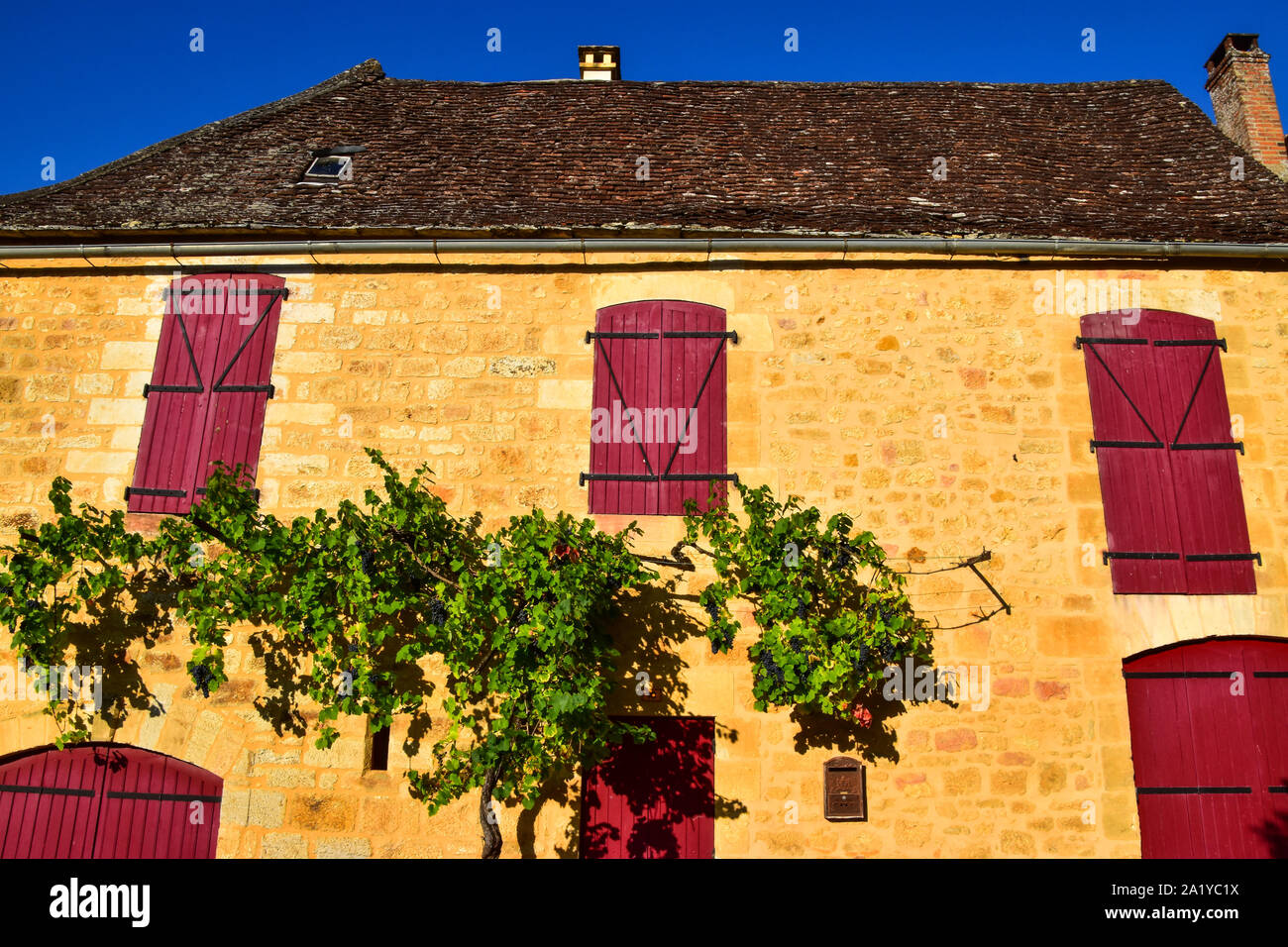 Grapes, Grapevine, Domme, Dordogne, Dordogne Valley, Périgord ...