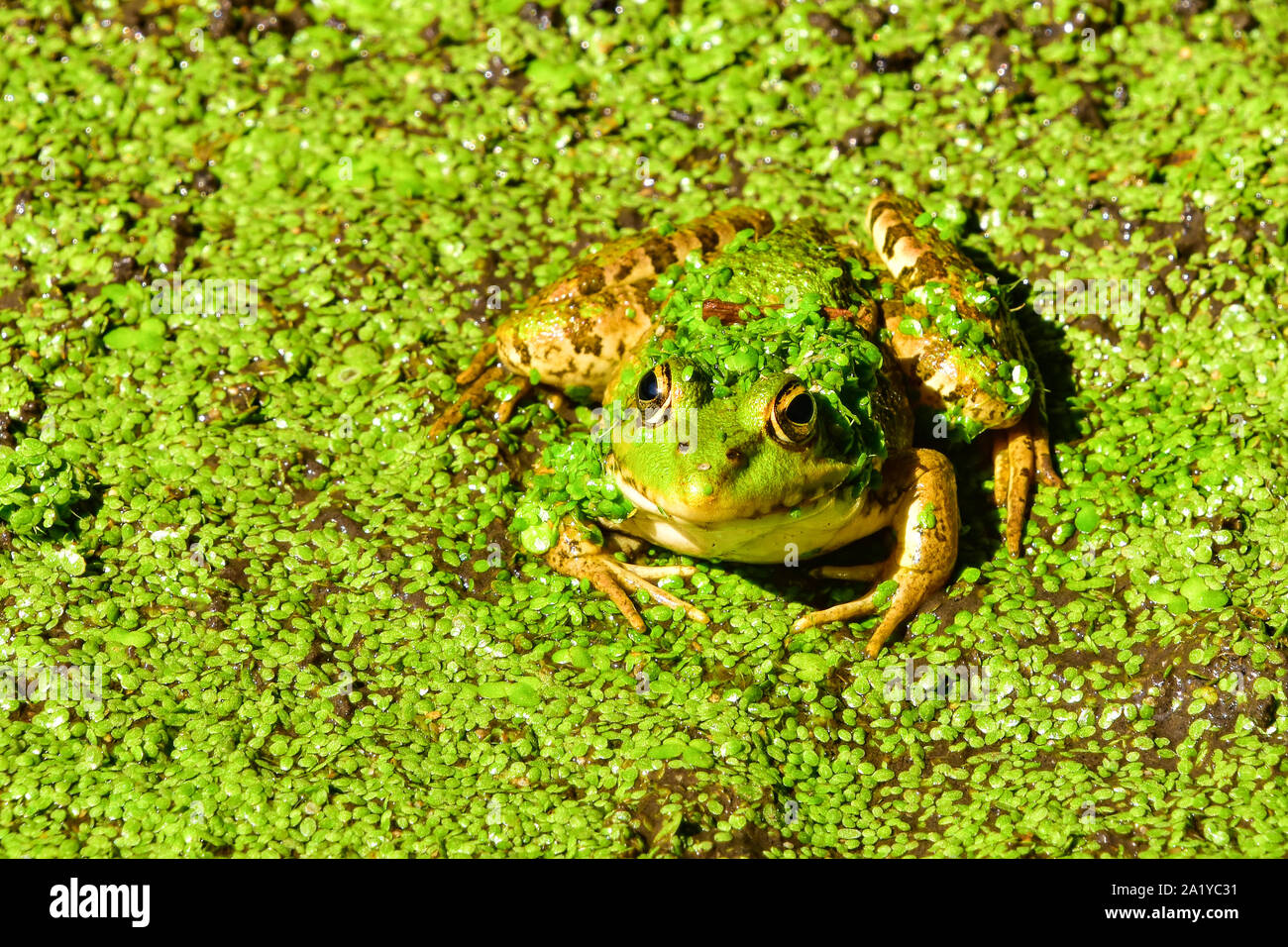 Frog, Dordogne, Dordogne Valley, Périgord, Aquitaine, France Stock ...