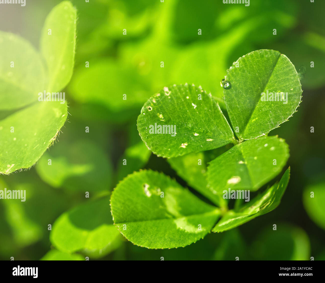 Good luck symbol hi-res stock photography and images - Alamy