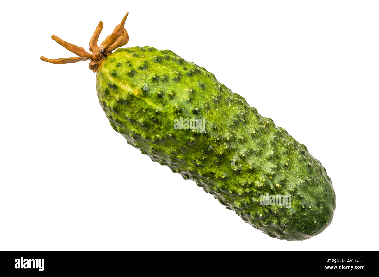 Cucumber close-up 3d rendering with realistic texture isolated on white ...