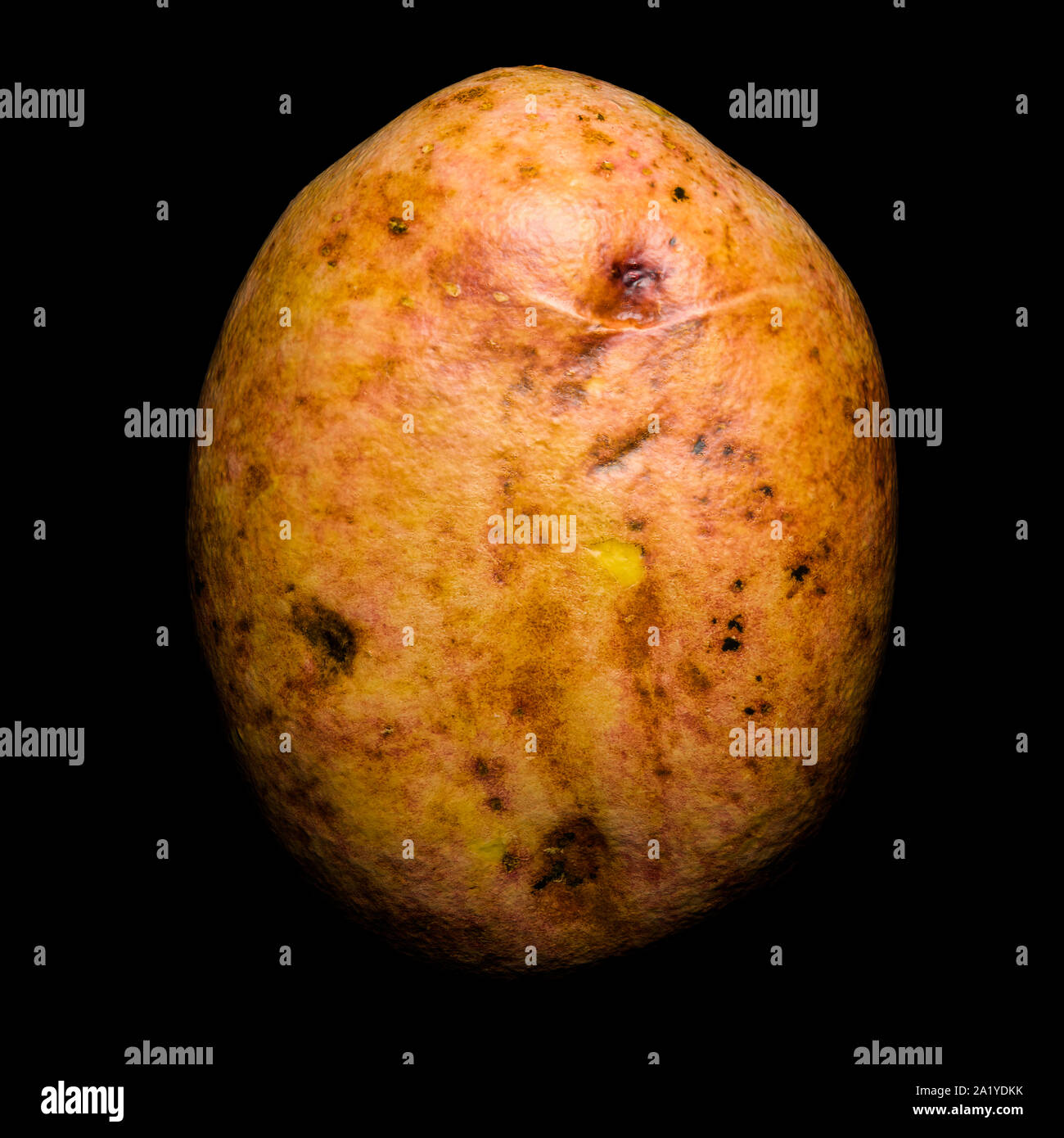 Potato 3d rendering with realistic texture isolated on black background ...