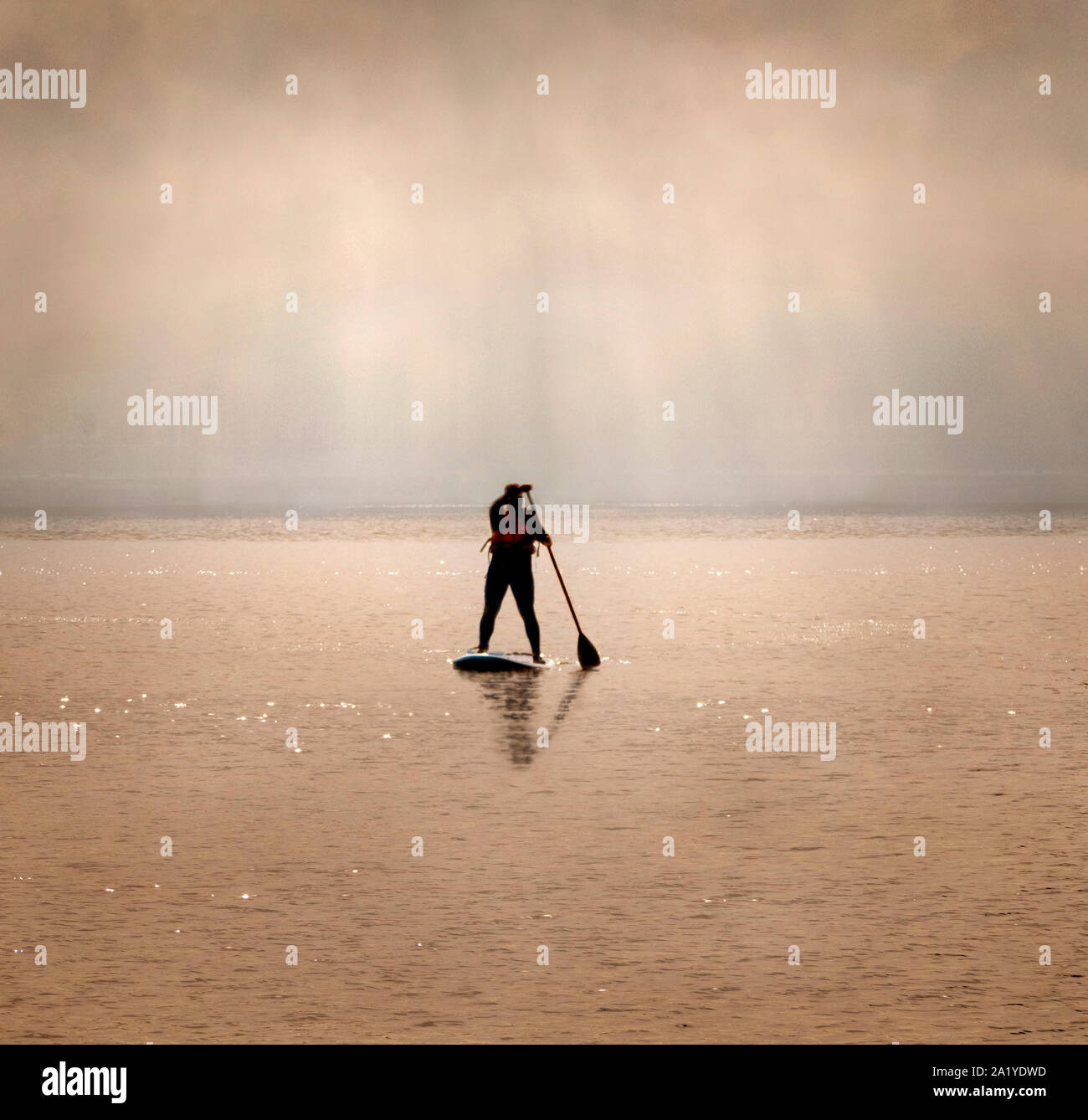 the oarsman on the river thames Stock Photo - Alamy