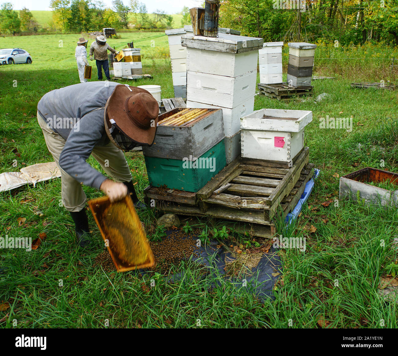 Beehives and bees in the apiary in Bee Honey Harvesting in Ontario ...
