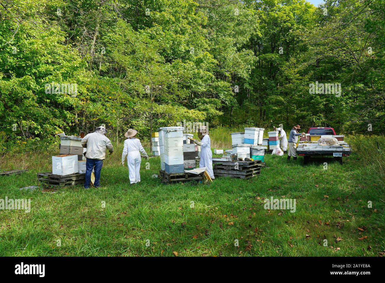 Beehives in apiary harvesting hi-res stock photography and images - Alamy