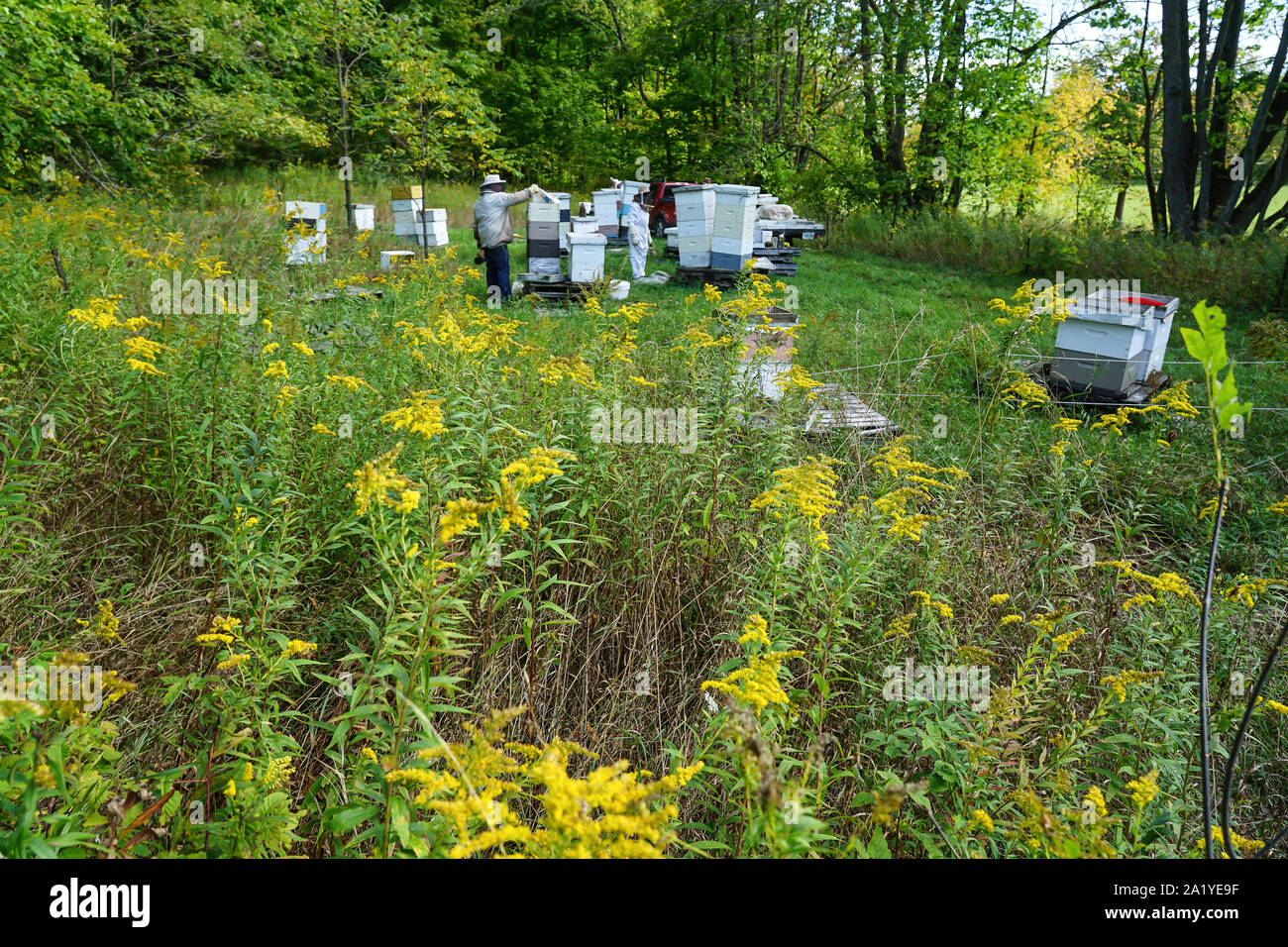 Beehives and bees in the apiary in Bee Honey Harvesting in Ontario ...