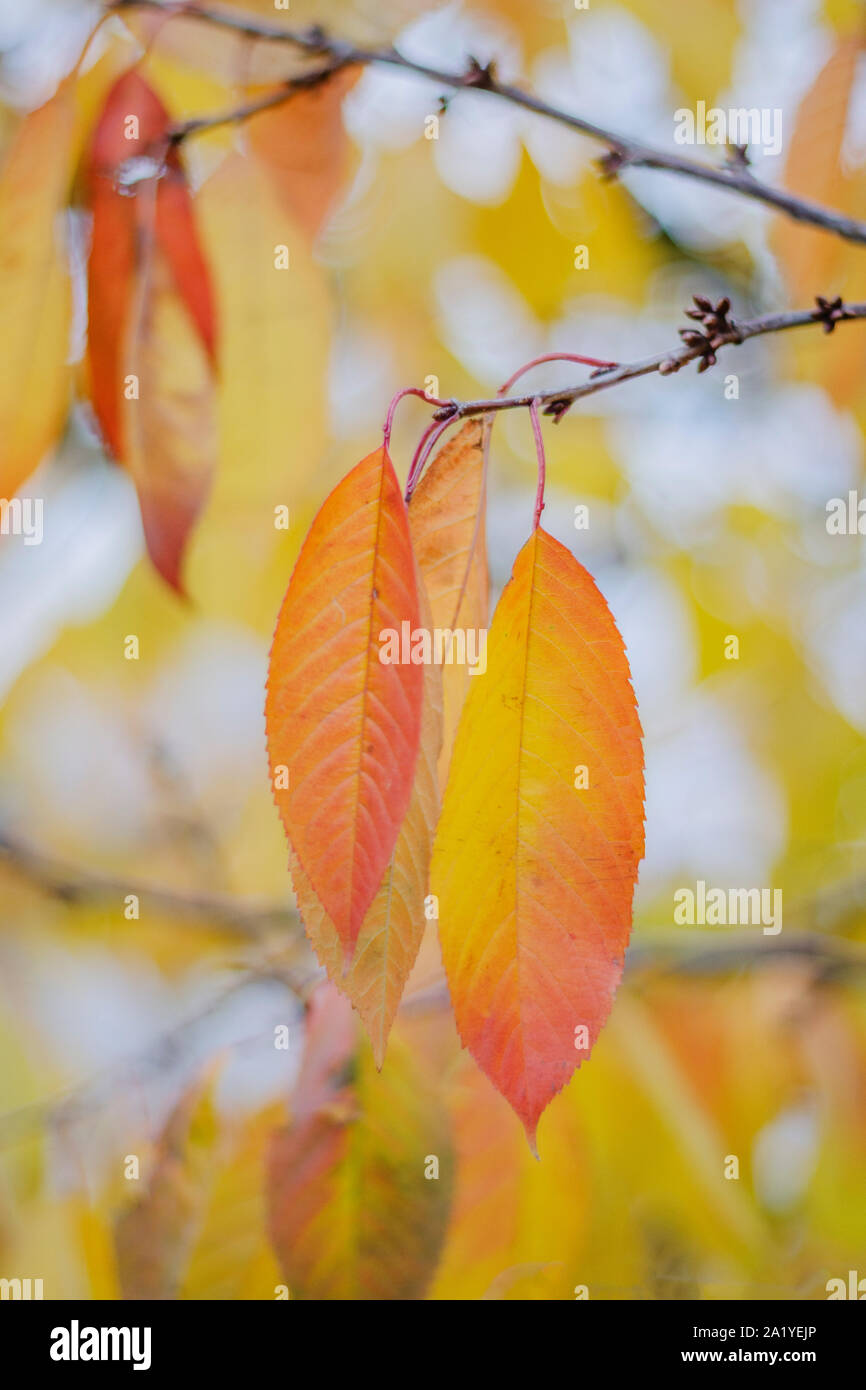 Autumn cherry tree hi-res stock photography and images - Alamy