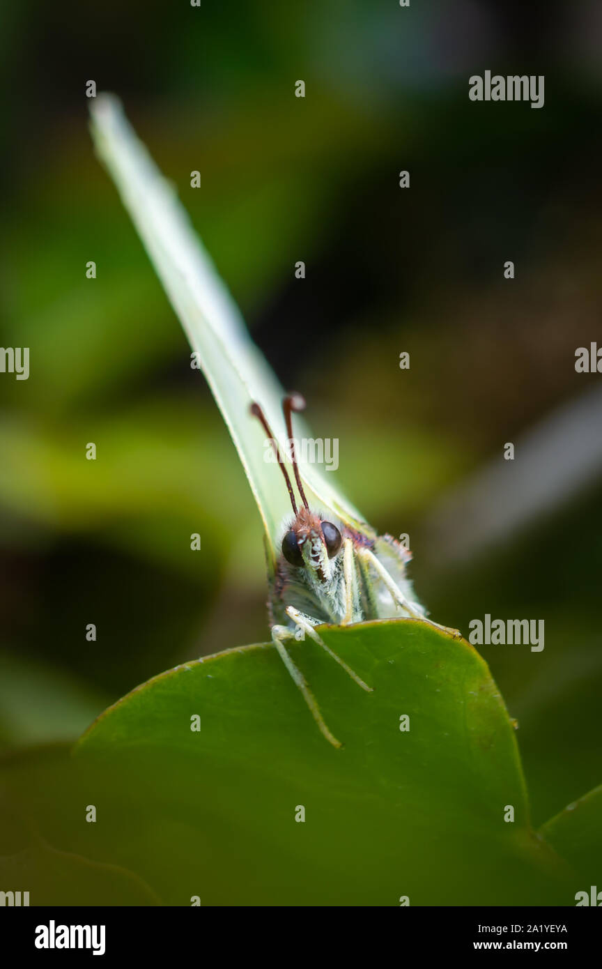 Brimstone butterfly seen from the front Stock Photo - Alamy
