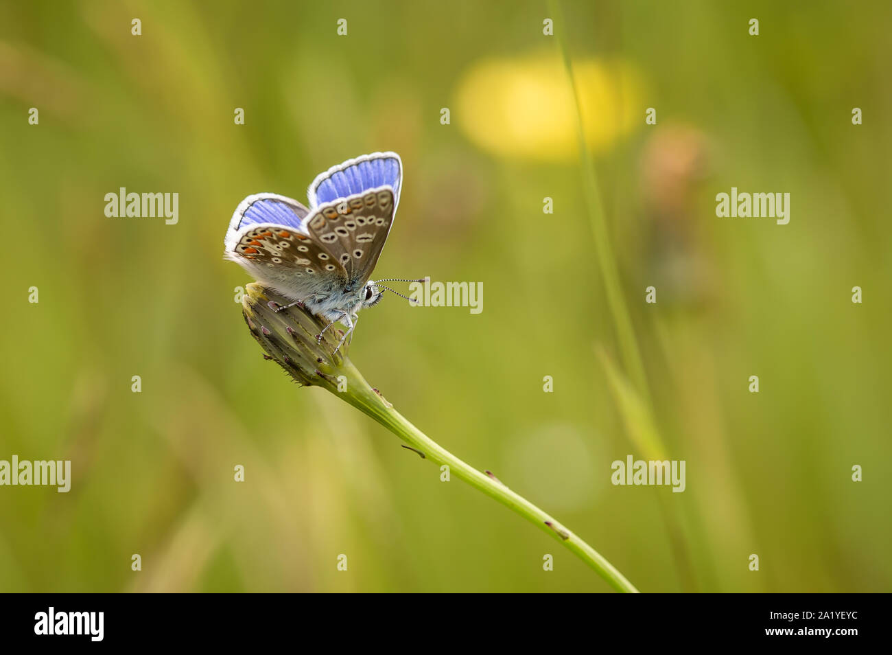 Common Blue male butterfly on a flower bud Stock Photo - Alamy