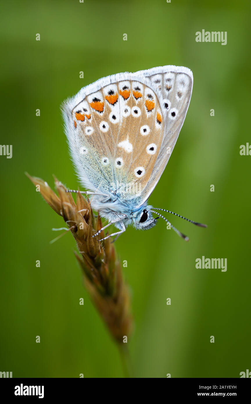 Common Blue male butterfly on a seed head Stock Photo - Alamy