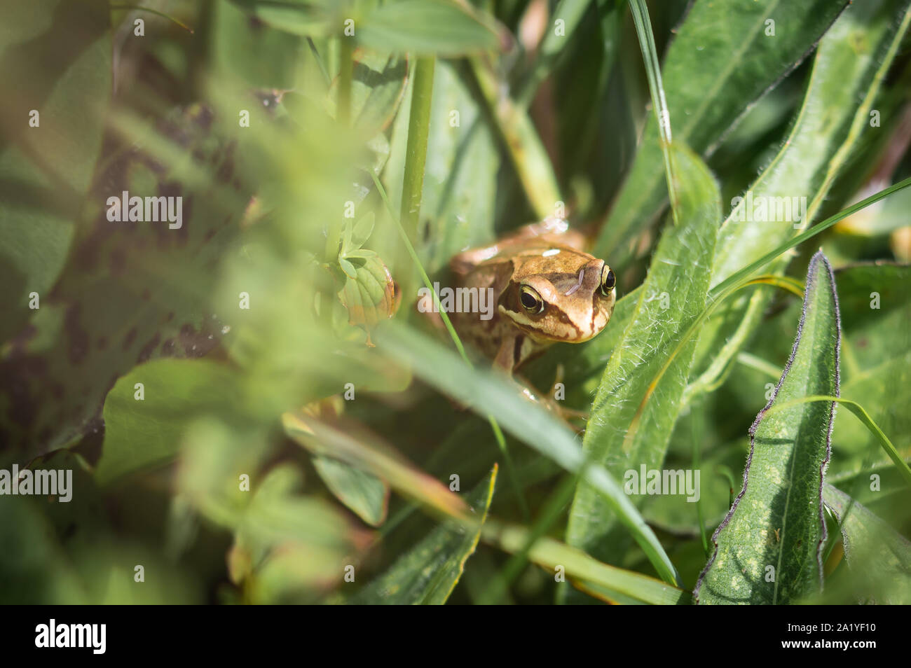 Frog in the undergrowth Stock Photo - Alamy