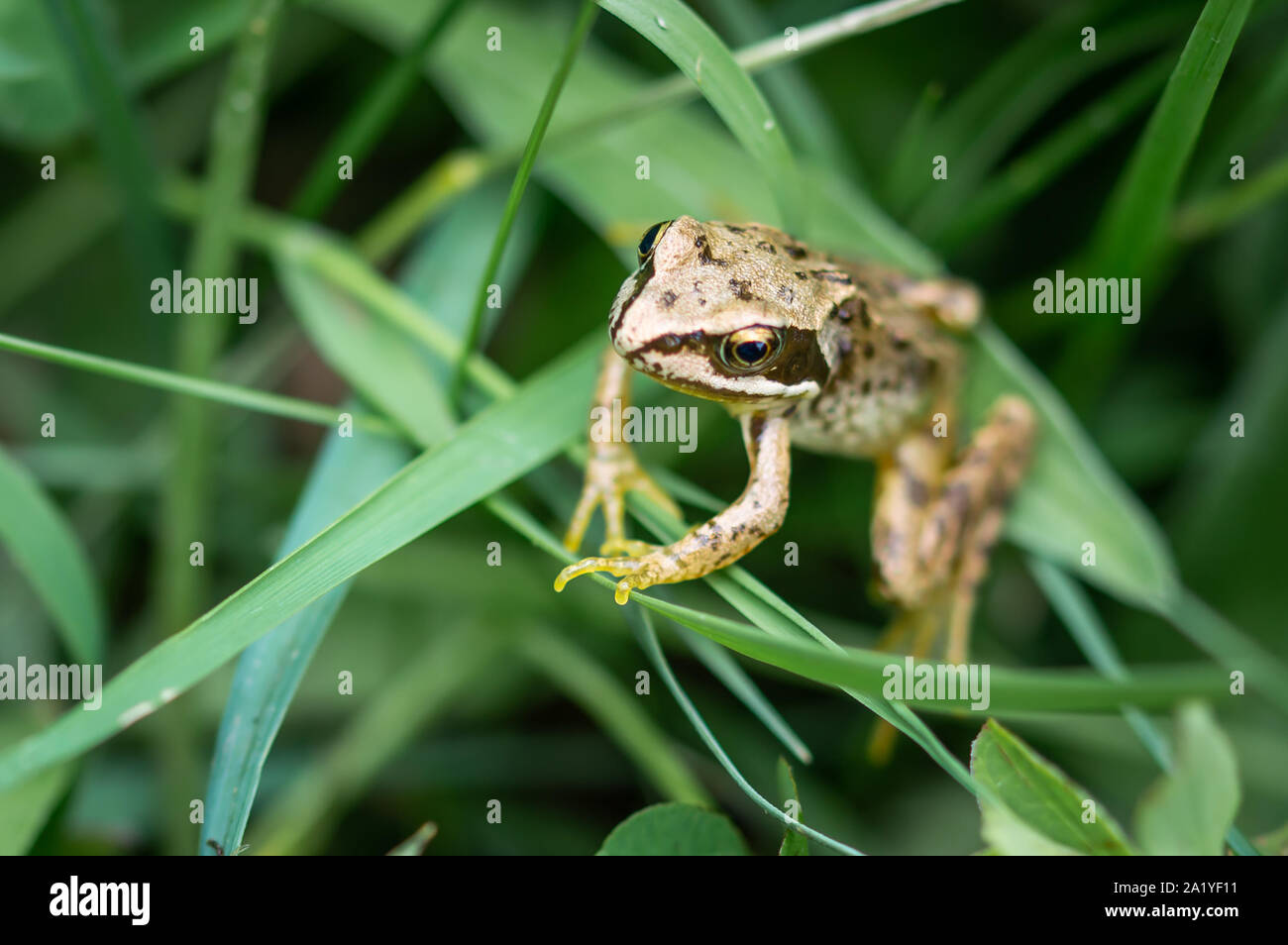 Frog on grass Stock Photo - Alamy