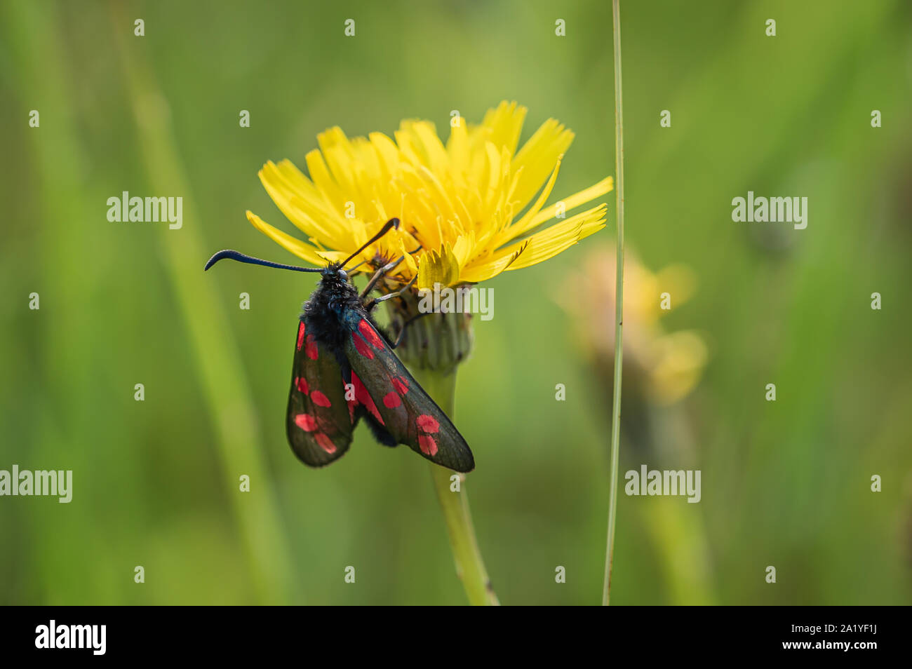 Dandelion moth hi-res stock photography and images - Alamy