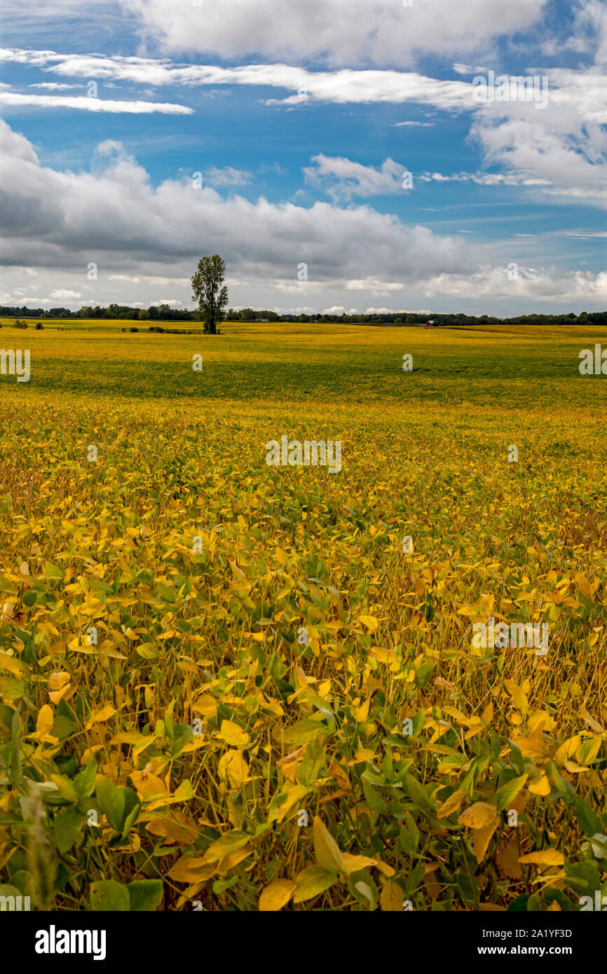 Indiana Yellow High Resolution Stock Photography and Images - Alamy