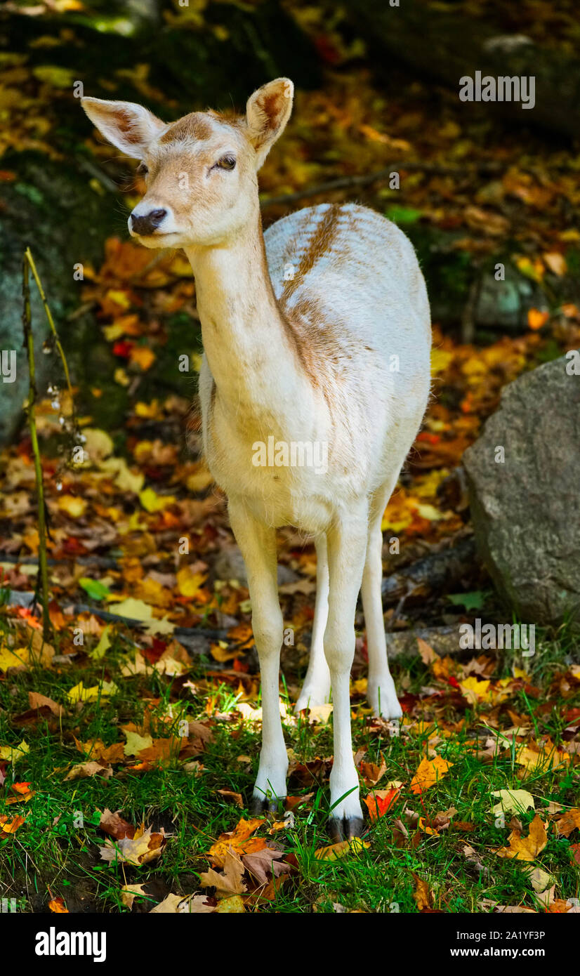 Deer in the wildlife park hi-res stock photography and images - Alamy
