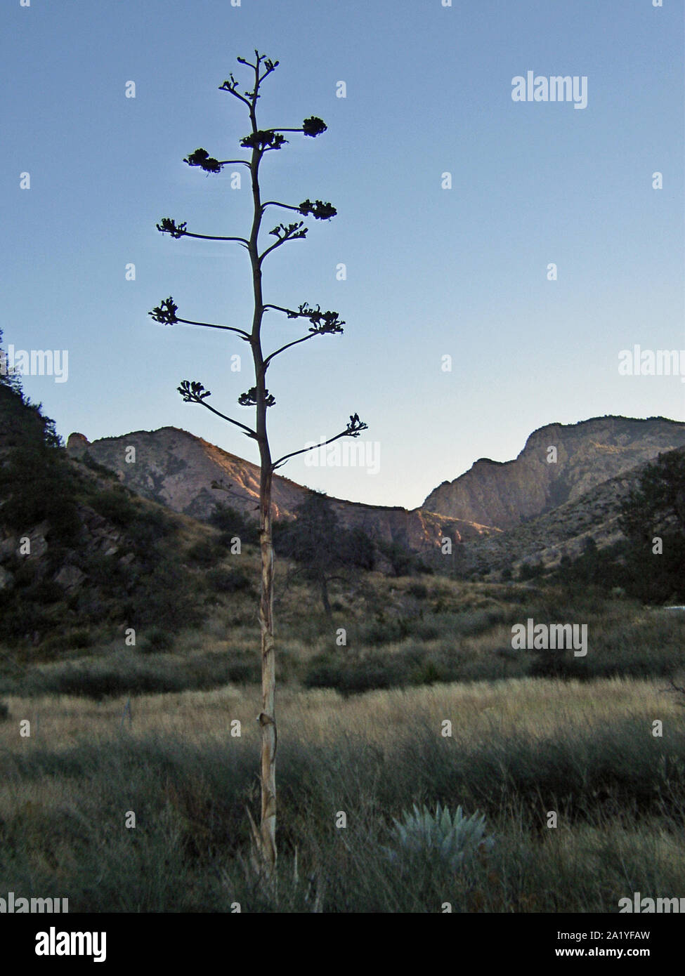 Agave Stalk, Big Bend National Park, Texas Stock Photo - Alamy