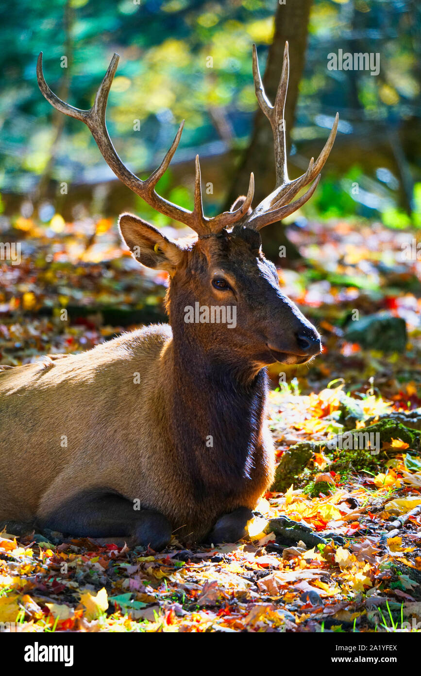 Montreal,Quebec,Canada,September 29,2019.A male deer in a wildlife park ...