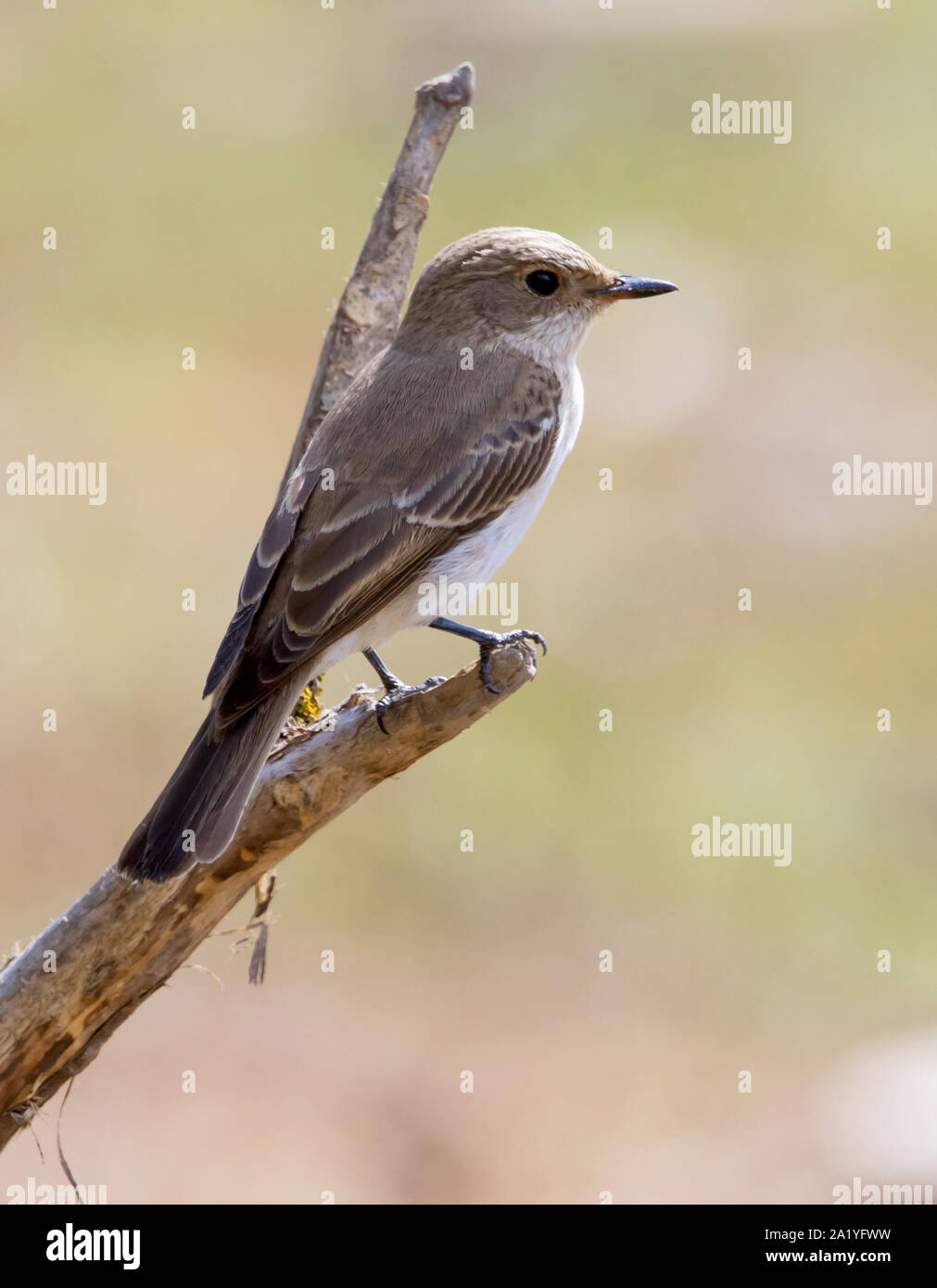 Spotted Flycatcher at S'albufera Majorca Stock Photo - Alamy