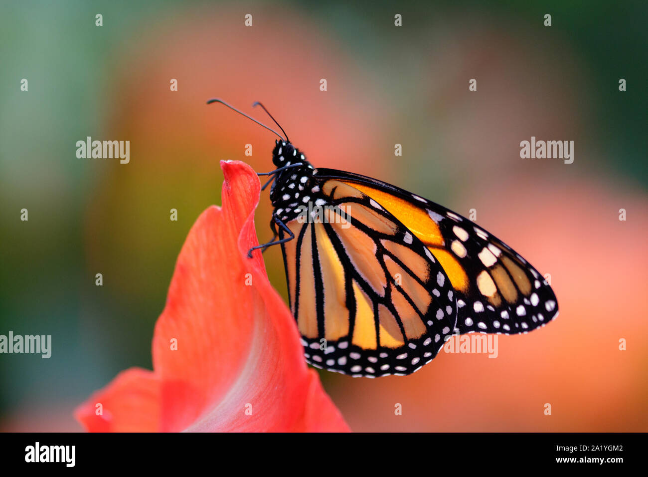 Monarch butterfly on red flower petal Stock Photo - Alamy
