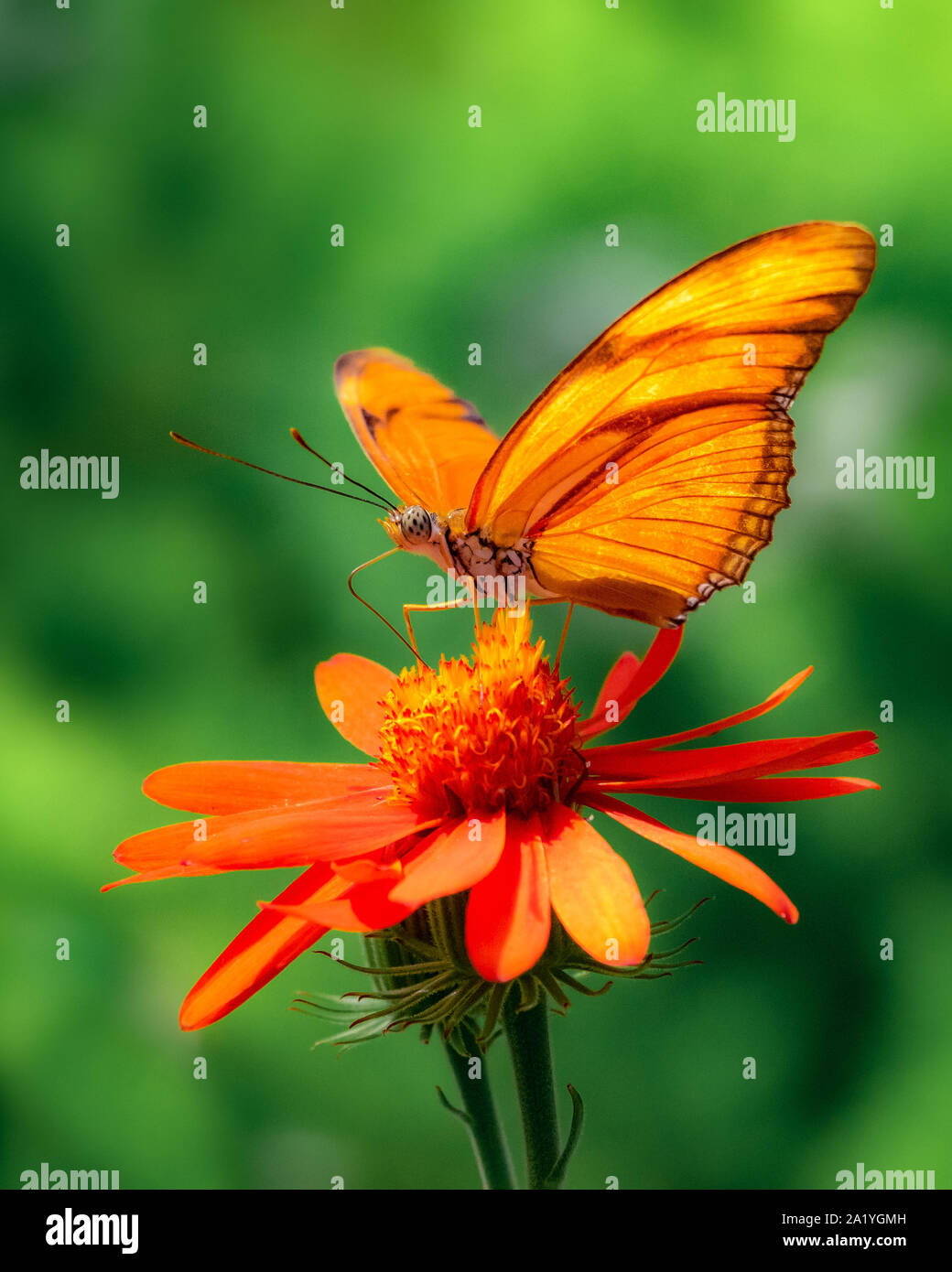 Julia background hi-res stock photography and images - Alamy